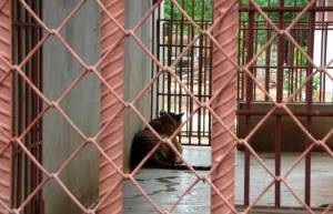 The Horrible Truth About Animal Sanctuaries. | Bemused Backpacker