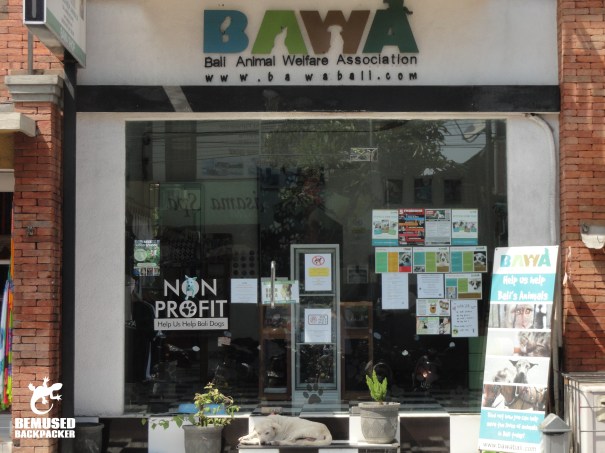 A Day With BAWA’s Street Feeding Team In Bali. | Bemused Backpacker