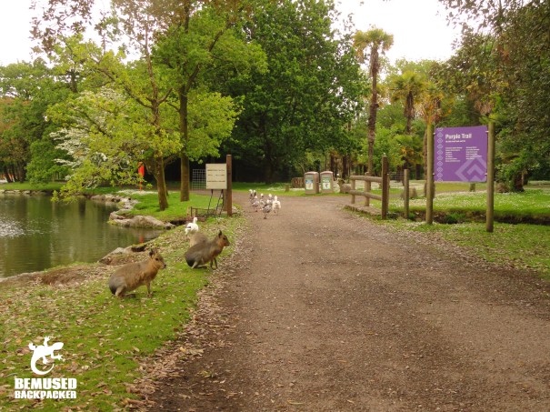 Why Fota Wildlife Park Is One Of Ireland’s Best Must See Attractions ...